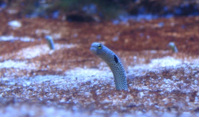 Sandworm APT Team Found Using Windows Zero Day Vulnerability ...