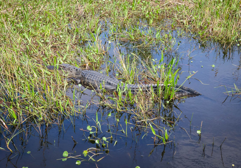 Crocs in the shade – in the Everglades. | Nota Bene: Eugene Kaspersky’s ...
