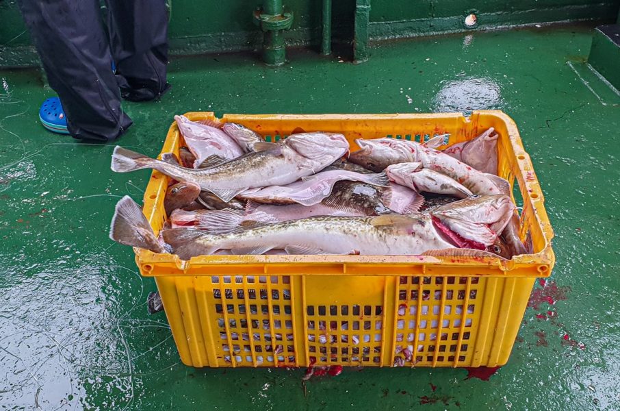 The world’s largest man-made explosion ever – by far: in the Kurils ...